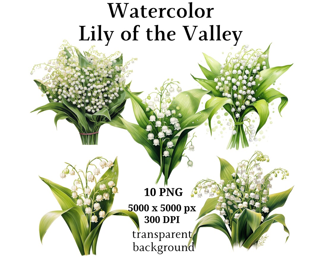 Lily of the Valley Clipart, 10 High Quality Pngs, Botanical Clipart ...