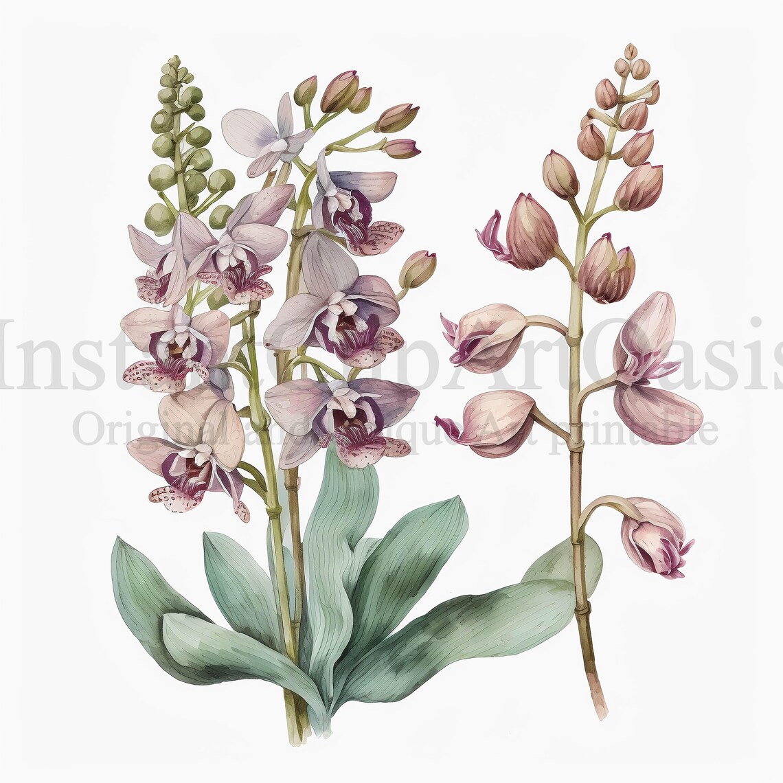 Orchid Clipart, 10 High Quality Jpgs, Digital Download, Botanical Art ...