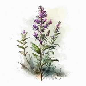 Vervain Clipart, 9 High Quality Jpgs, Botanical Art, Digital Download ...
