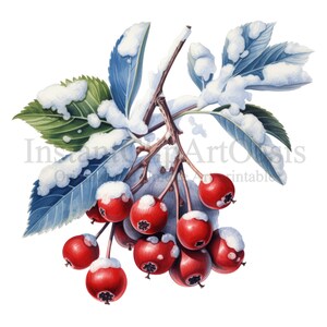 Winter Berries Clipart, 10 High Quality Pngs, Botanical Art, Digital ...