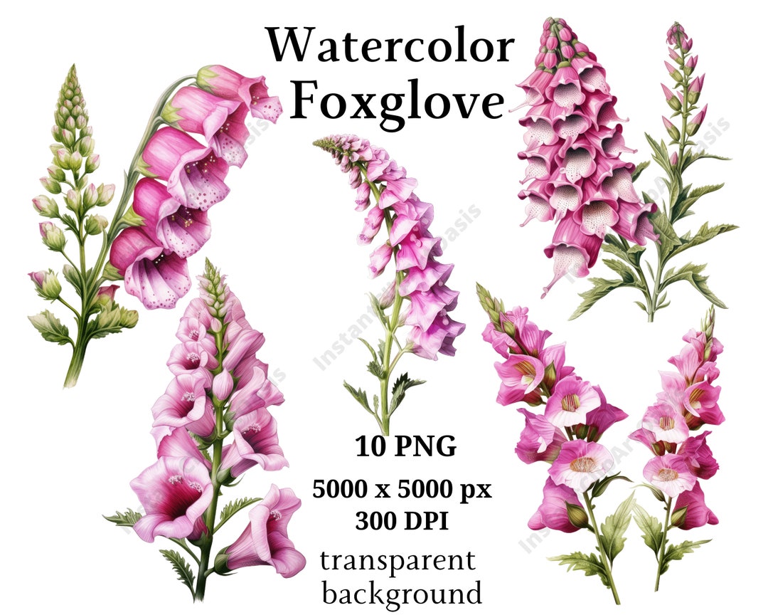 Foxglove Clipart, 10 High Quality Pngs, Botanical Art, Digital Download ...