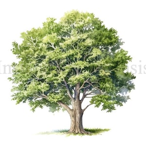 Ash Trees Clipart, 10 High Quality Jpgs, Botanical Art, Digital ...