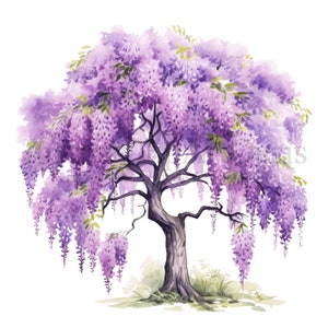 Wisteria Trees Clipart - 10 High Quality Pngs, Botanical Art, Digital ...