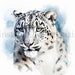 Snow Leopard Clipart, 10 High Quality Jpgs, Nursery Art, Instant ...