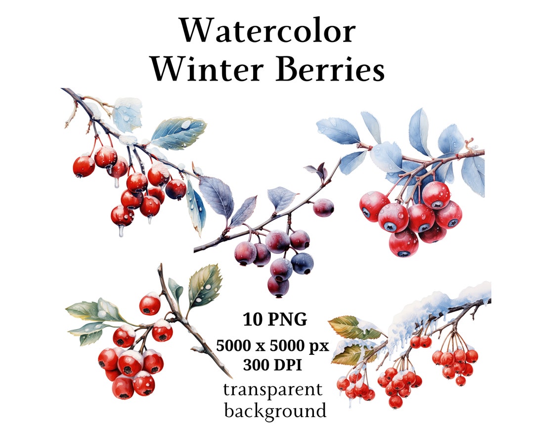 Winter Berries Clipart, 10 High Quality Pngs, Botanical Art, Digital ...
