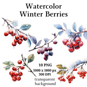 Winter Berries Clipart, 10 High Quality Pngs, Botanical Art, Digital ...