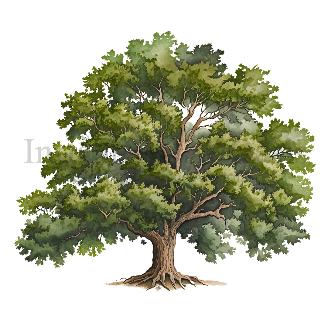Oak Trees Clipart, 10 High Quality Pngs, Botanical Art, Digital ...