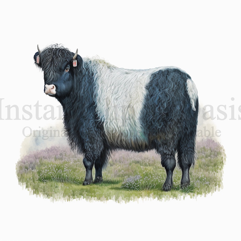 Belted Galloway Clipart, 10 High Quality Jpgs, Digital Download, Card ...