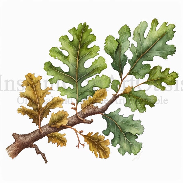 Oak Branch - Etsy