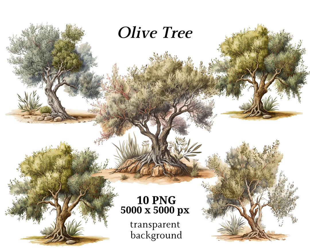 Olive Trees Clipart, 10 High Quality Pngs, Botanical Art, Digital ...