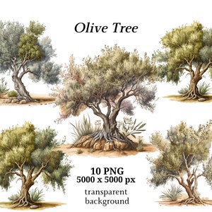 Olive Trees Clipart, 10 High Quality Pngs, Botanical Art, Digital ...
