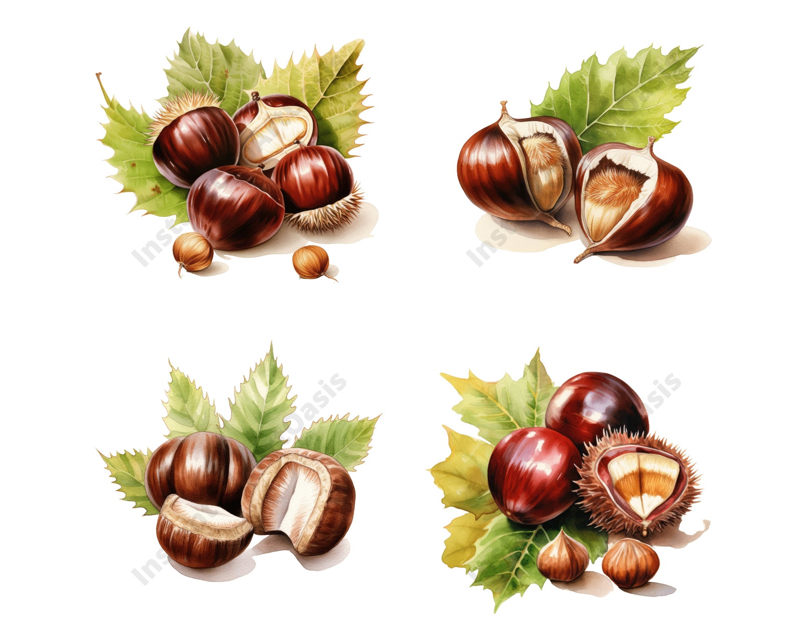 Chestnut Clipart, 15 High Quality Pngs, Botanical Clipart, Digital ...
