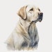 Labrador Clipart, 10 High Quality Jpgs, Nursery Art, Instant Digital ...