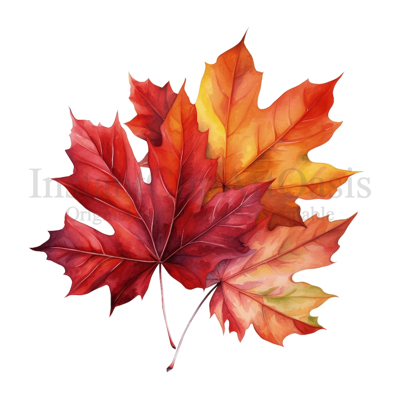 Autumn Leaves Clipart, 8 High Quality Pngs, Botanical Art, Digital ...
