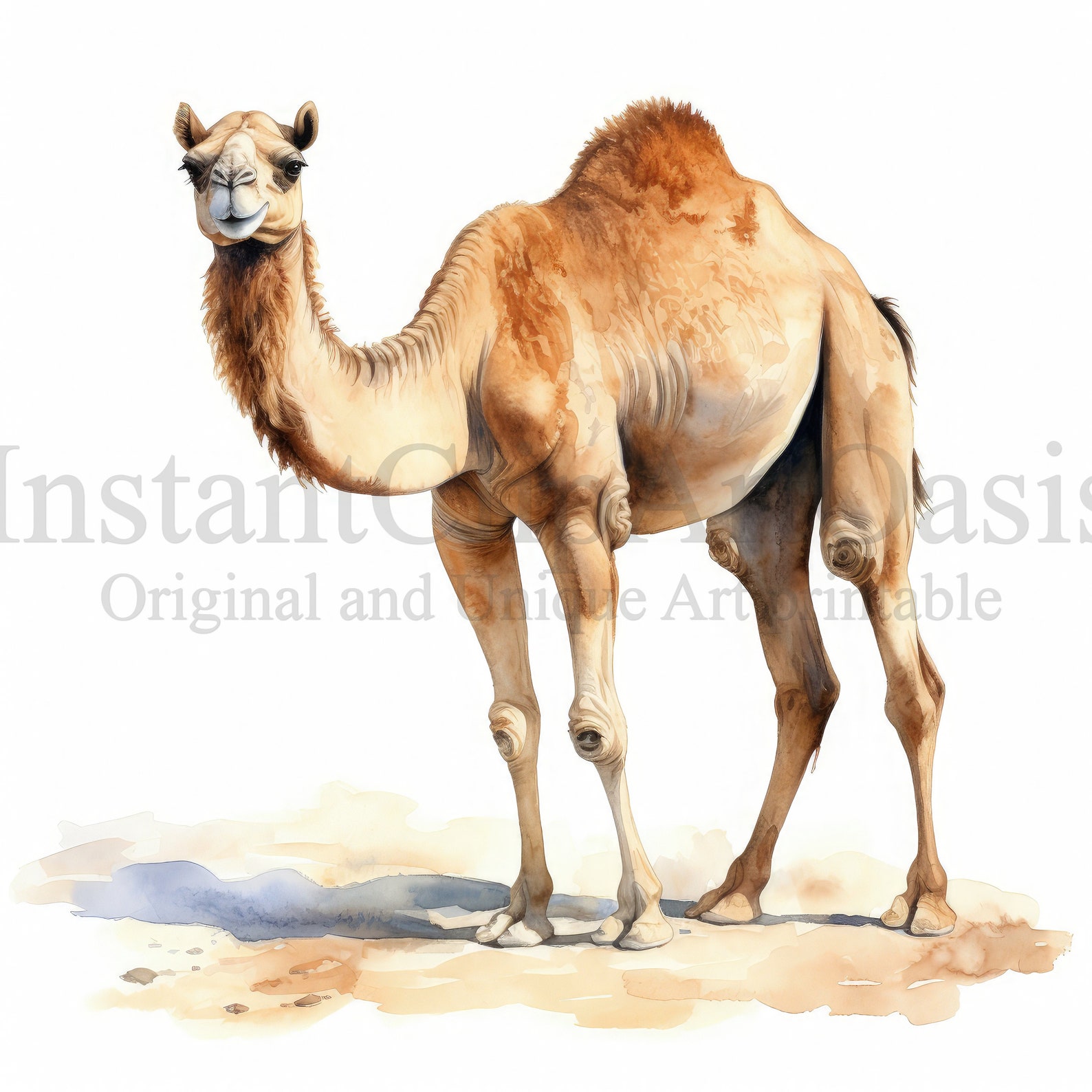 Watercolor Camel Clipart, 11 High Quality Jpgs, Digital Download Card ...
