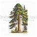 Sequoia Trees Clipart, 10 High Quality Jpgs, Botanical Art, Digital ...