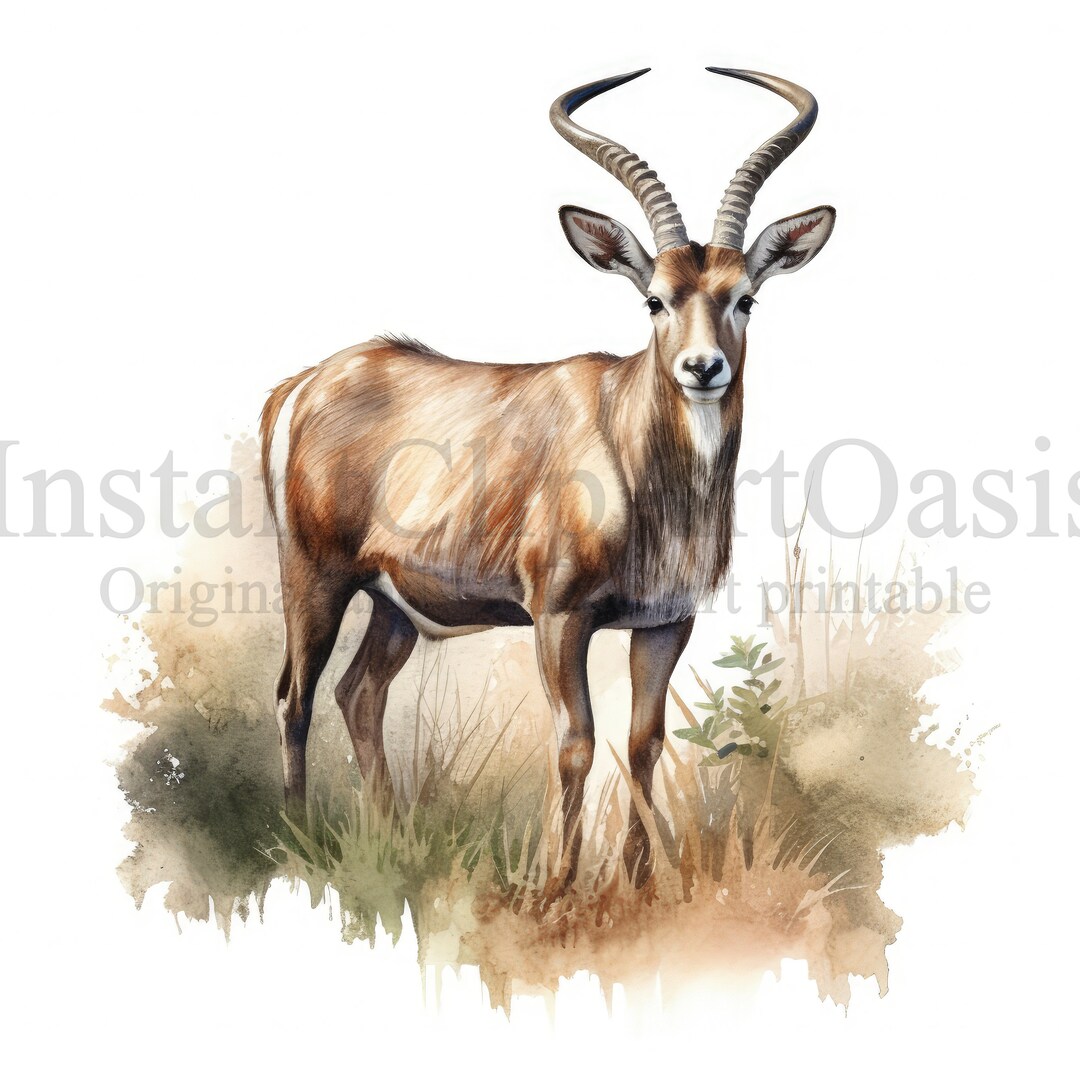 Waterbuck Antelope Clipart, 7 High Quality Jpgs, Instant Digital ...