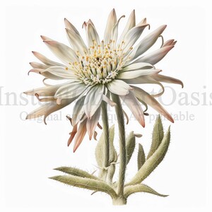 Edelweiss Clipart, 10 High Quality Jpgs, Digital Download, Botanical ...