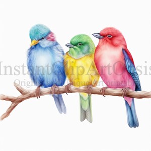 Colorful Birds Clipart, 10 High Quality Jpgs, Nursery Art, Instant ...