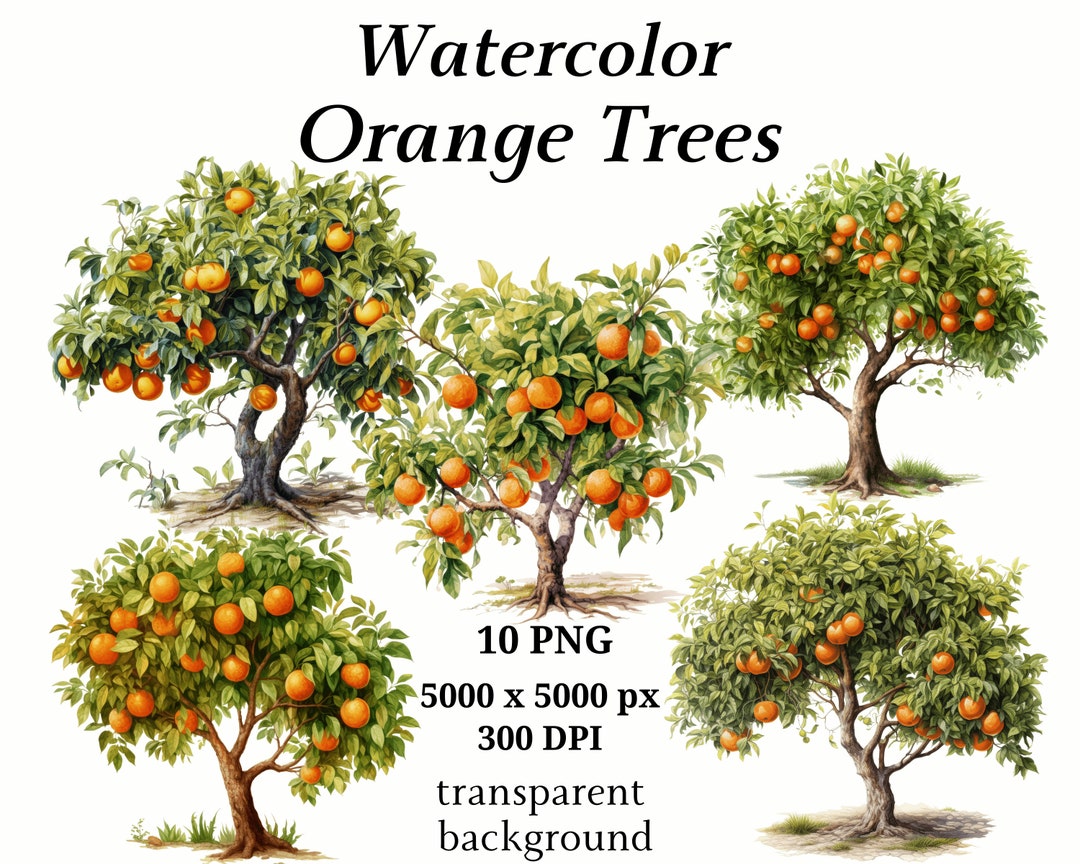 Orange Trees Clipart - 10 High Quality Pngs, Digital Download ...