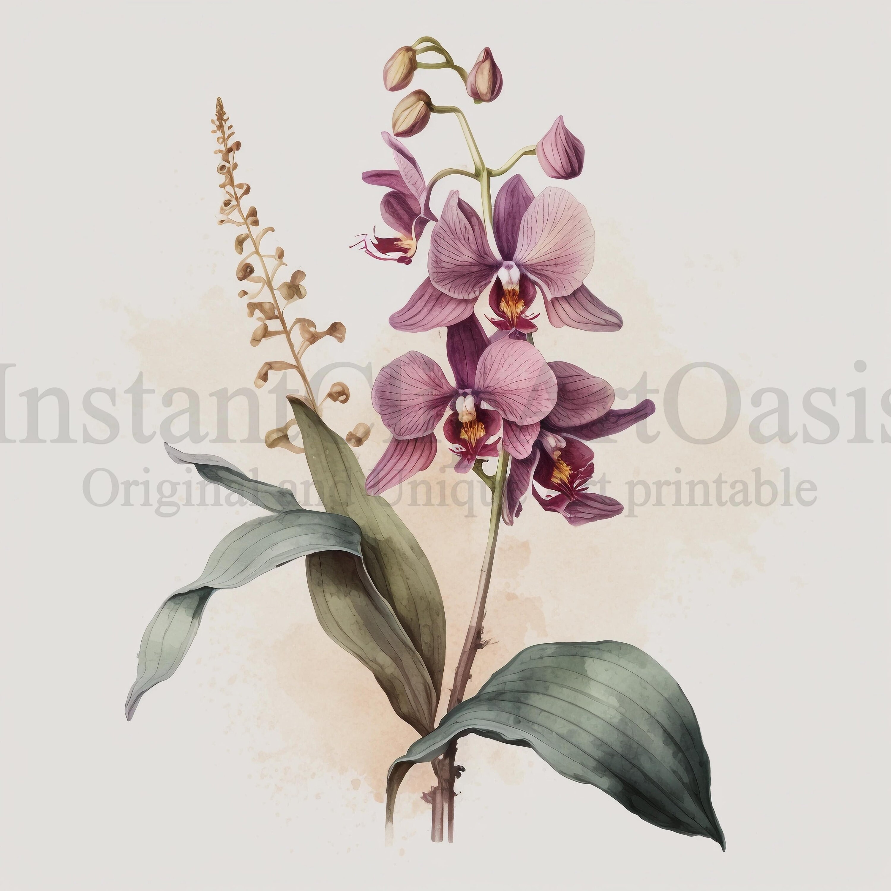 Orchid Clipart, 10 High Quality Jpgs, Digital Download, Botanical Art ...