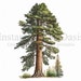Sequoia Trees Clipart, 10 High Quality Jpgs, Botanical Art, Digital ...