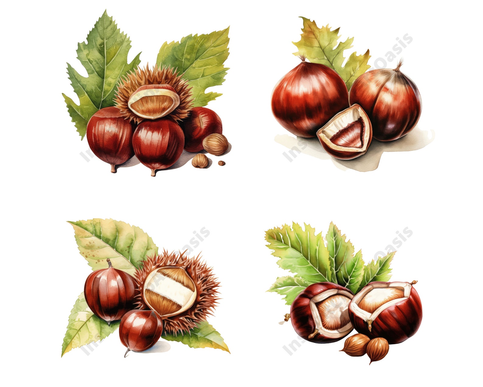 Chestnut Clipart, 15 High Quality Pngs, Botanical Clipart, Digital ...
