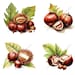 Chestnut Clipart, 15 High Quality Pngs, Botanical Clipart, Digital ...