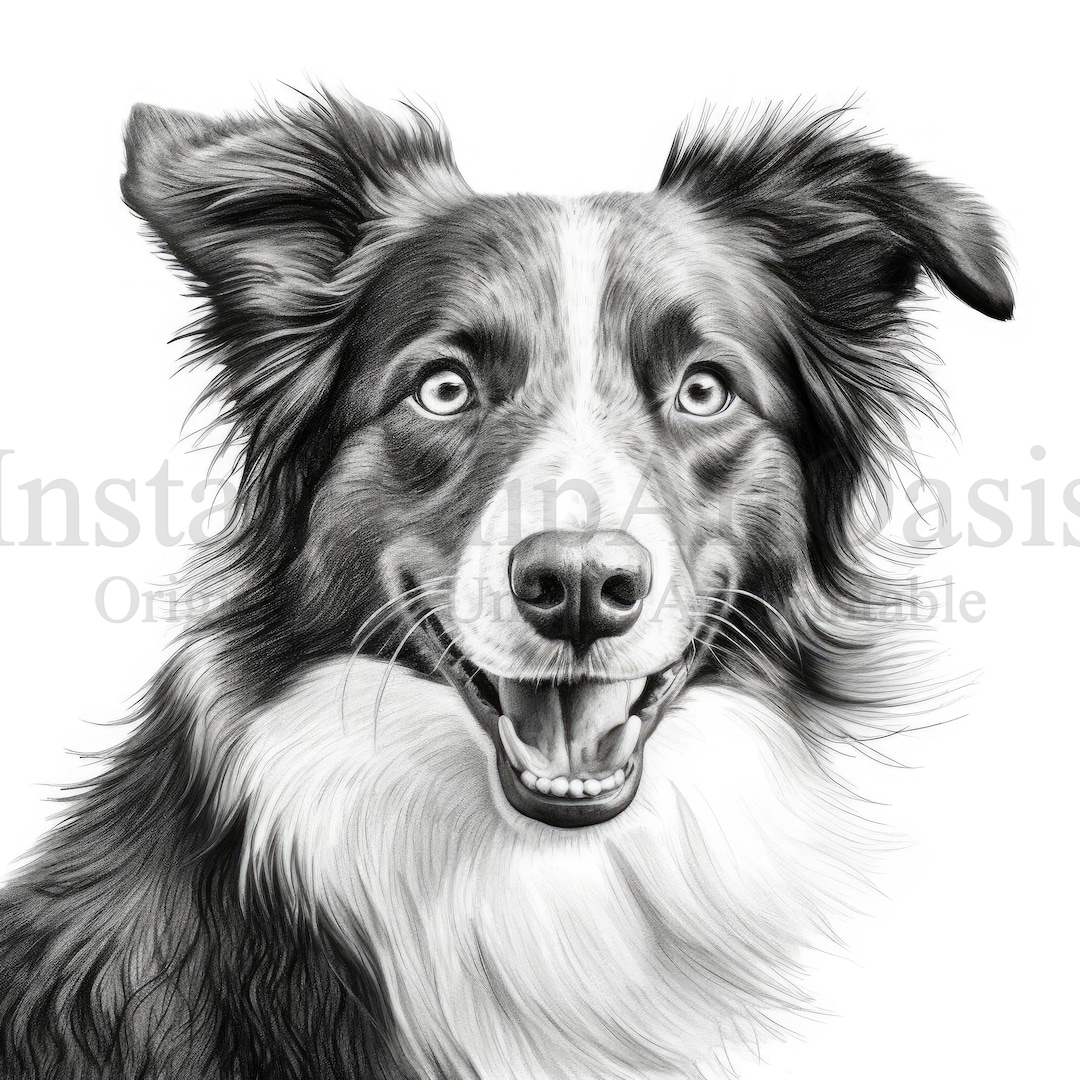 Border Collie Portrait, 11 High Quality Jpgs, Nursery Art, Digital ...