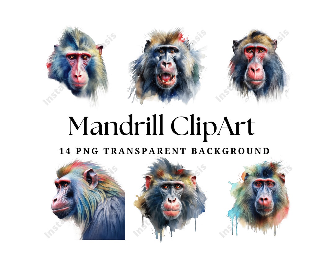 Mandrill Clipart, 14 High Quality Pngs Transparent Background, Digital ...