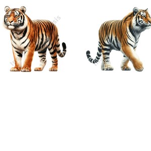 Realistic Tiger Clipart - High Resolution Digital Download, Majestic ...