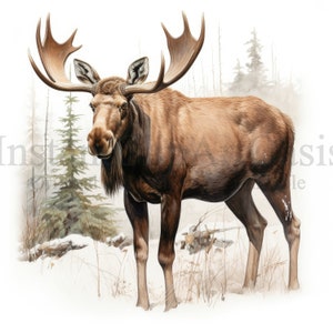 Moose Clipart, 10 High Quality Jpgs, Nursery Art, Digital Download ...