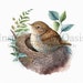 Wren Clipart, 10 High Quality Jpgs, Nursery Art, Instant Digital ...