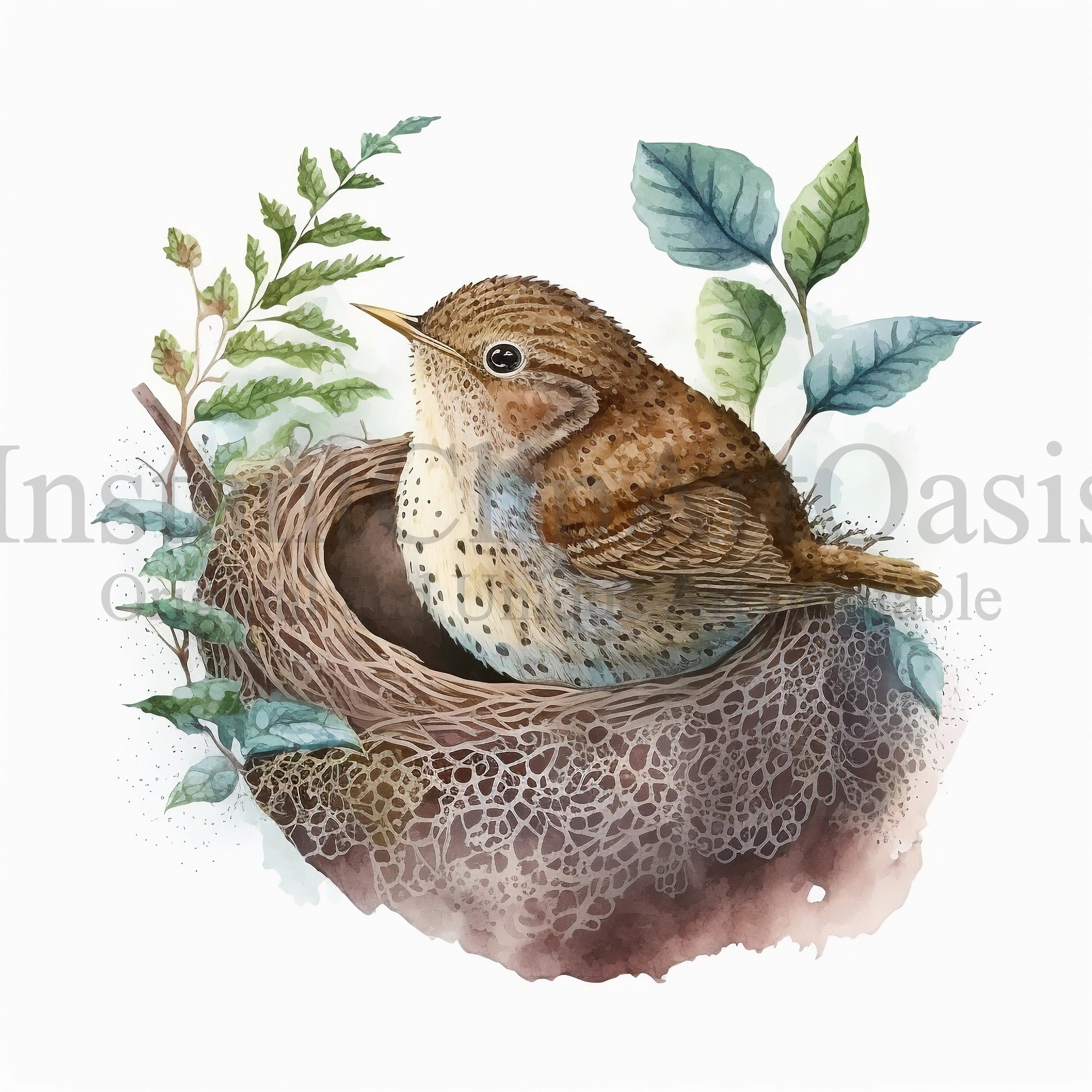 Wren Clipart, 10 High Quality Jpgs, Nursery Art, Instant Digital ...