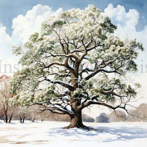 Winter Oak Trees Clipart, 10 High Quality Jpgs, Botanical Art, Digital ...