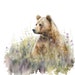 Bear in a Meadow Clipart, 9 High Quality Pngs, Digital Download, Card ...