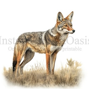 Black-backed Jackal Clipart, 7 High Quality Jpgs, Instant Digital ...