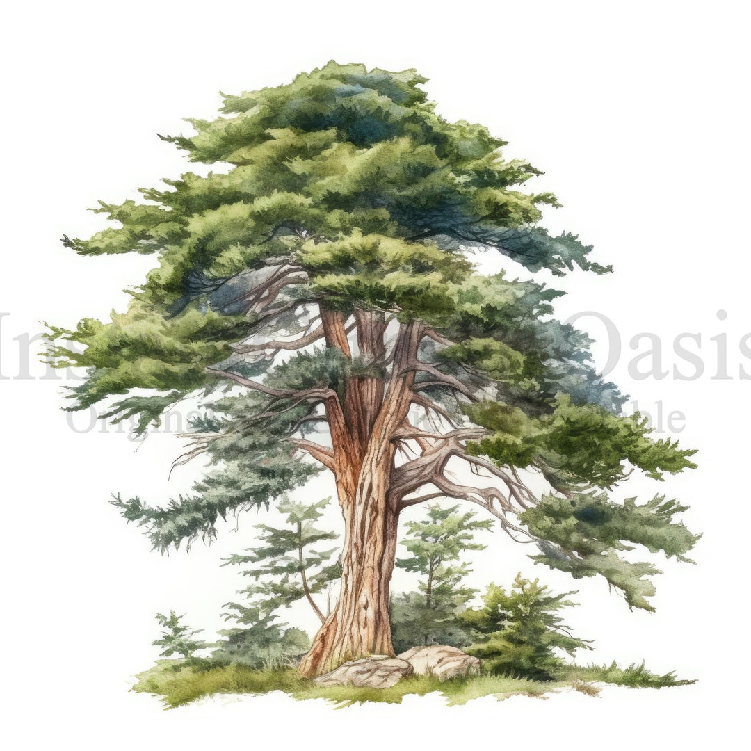 Cedar Trees Clipart, 9 High Quality Jpgs, Botanical Art, Digital ...