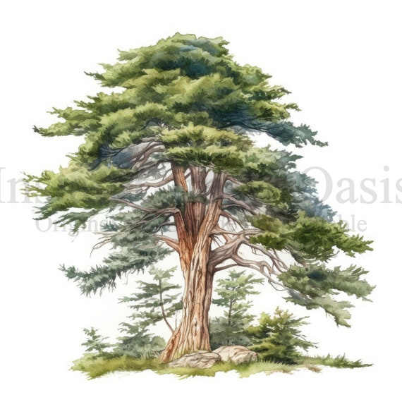 Cedar Tree Drawing