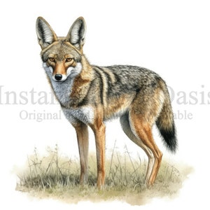 Black-backed Jackal Clipart, 7 High Quality Jpgs, Instant Digital ...