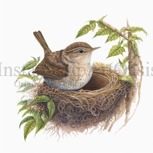 Wren Clipart, 10 High Quality Jpgs, Nursery Art, Instant Digital ...