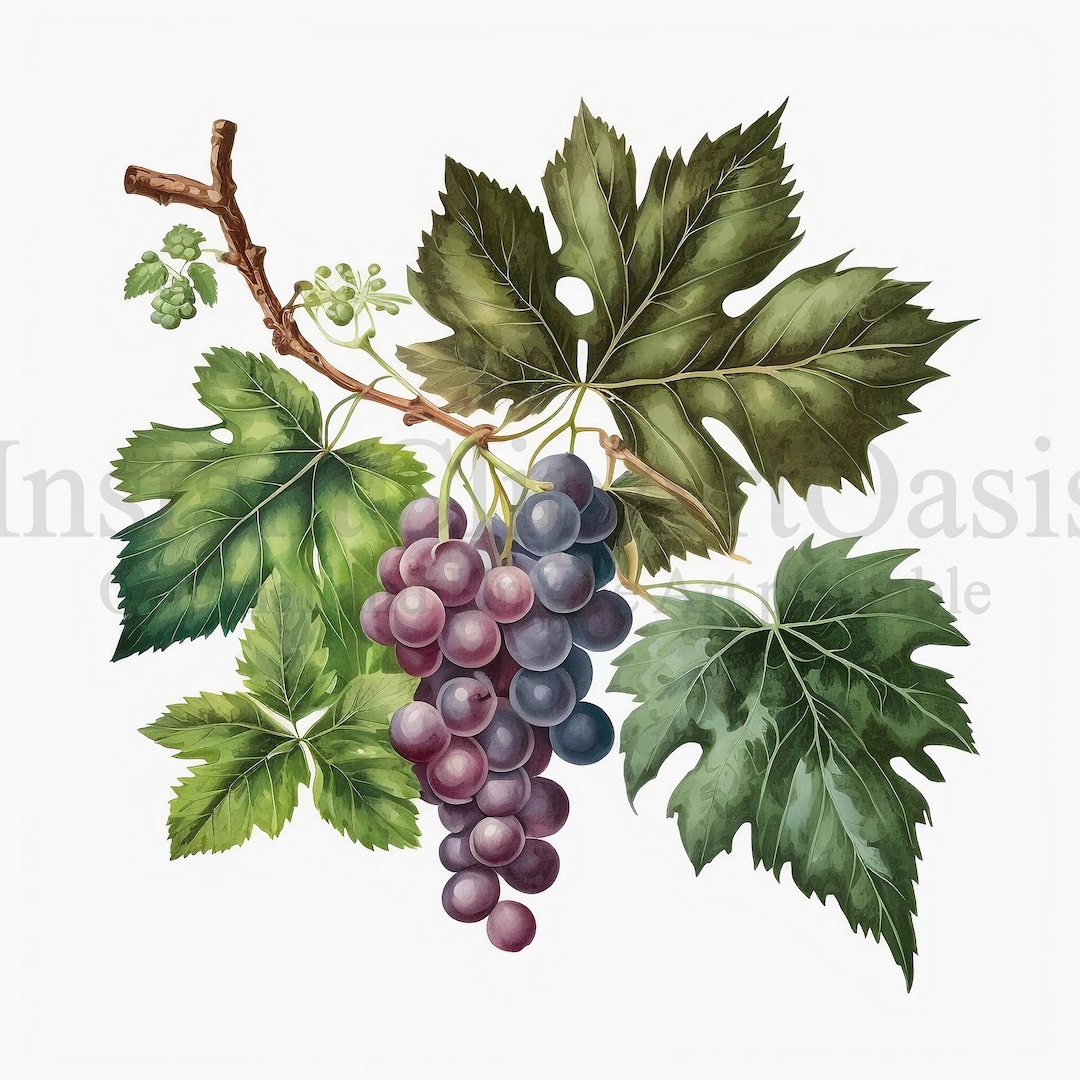Grape Branches Clipart, 10 High Quality Jpgs, Botanical Art, Digital ...