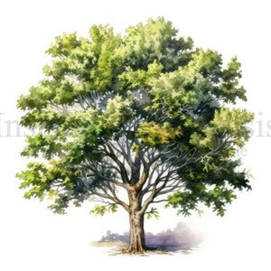 Ash Trees Clipart, 10 High Quality Jpgs, Botanical Art, Digital ...
