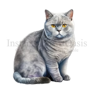 British Shorthair Cats Clipart, 10 High Quality Pngs, Digital Download ...