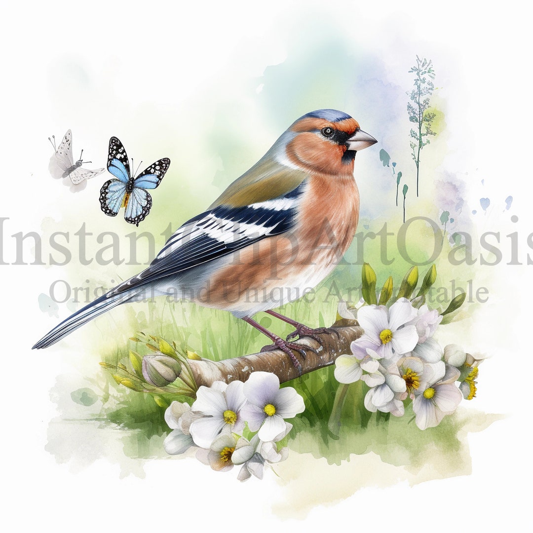 Chaffinch Clipart, 10 High Quality Jpgs, Nursery Art, Digital Download ...