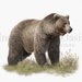 Grizzly Bear Clipart, 10 High Quality Jpgs, Nursery Art | Card Making ...