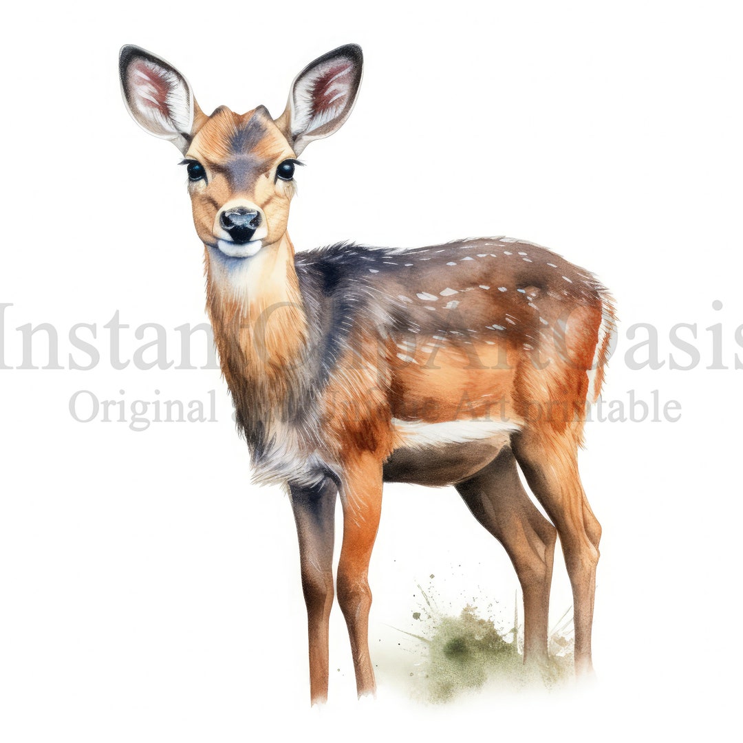Bushbuck Antelope Clipart, 7 High Quality Jpgs, Instant Digital ...