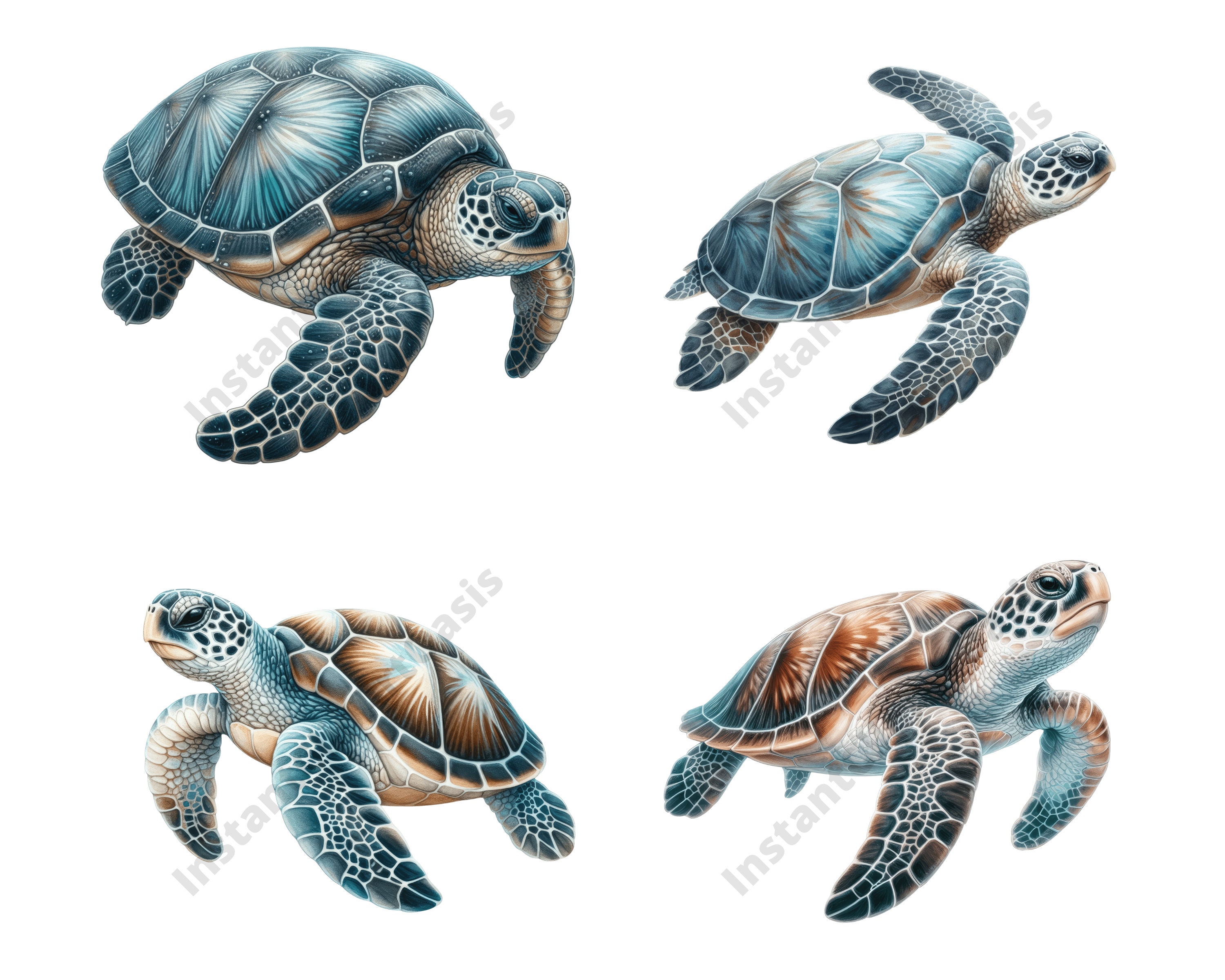Sea Turtle Clipart, 11 High Quality Pngs, Nursery Art, Card Making ...