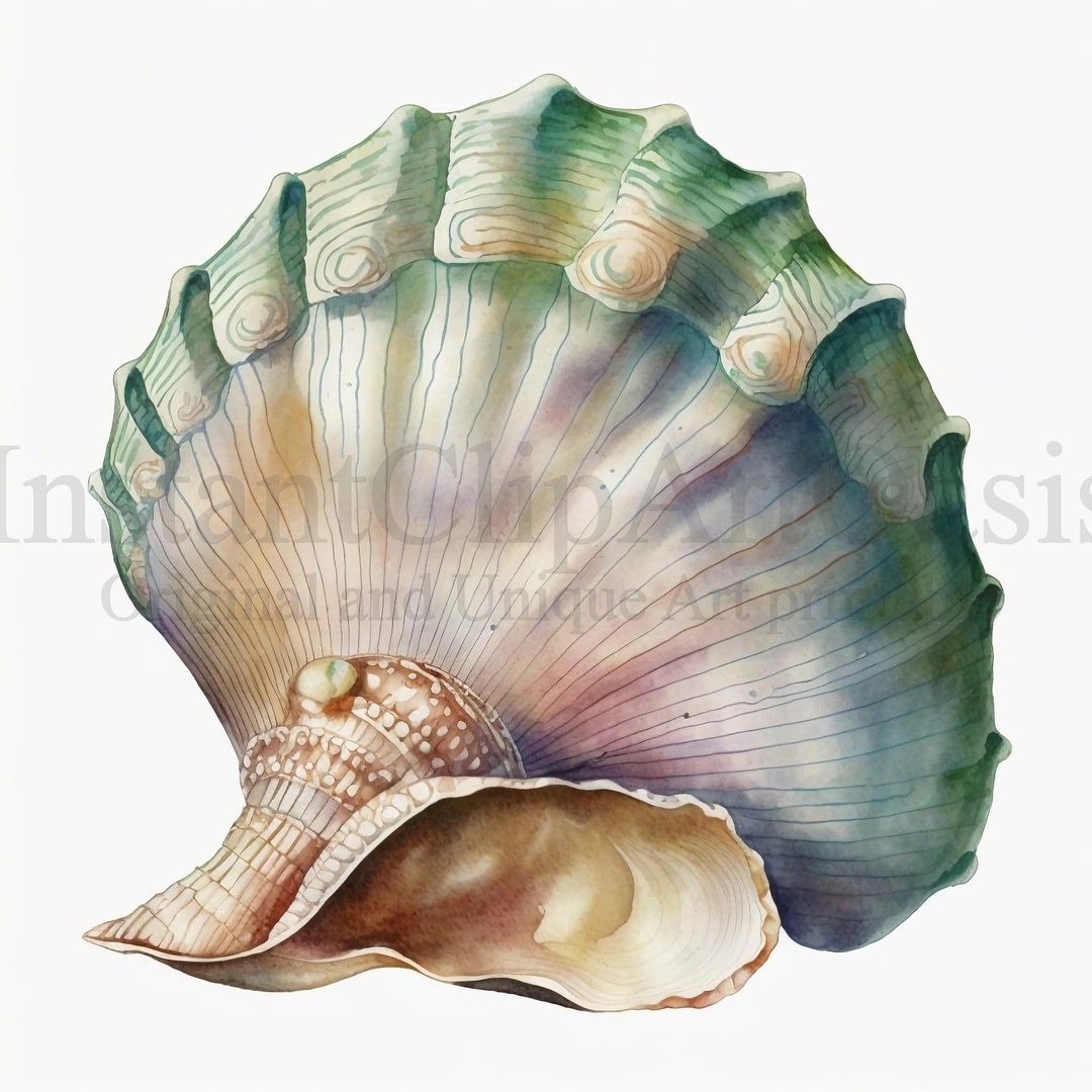 Shell Clipart, 10 High Quality Jpgs, Nursery Art, Card Making, Clip Art ...