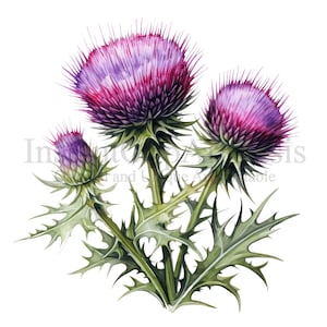 Thistle Clipart, 10 High Quality Pngs, Botanical Art, Digital Download ...